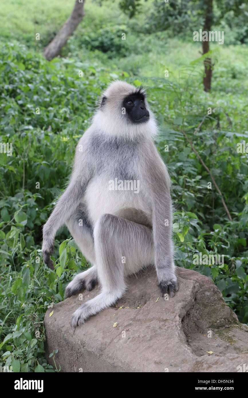 Indian Gray langurs or Hanuman langurs Stock Photo - Alamy