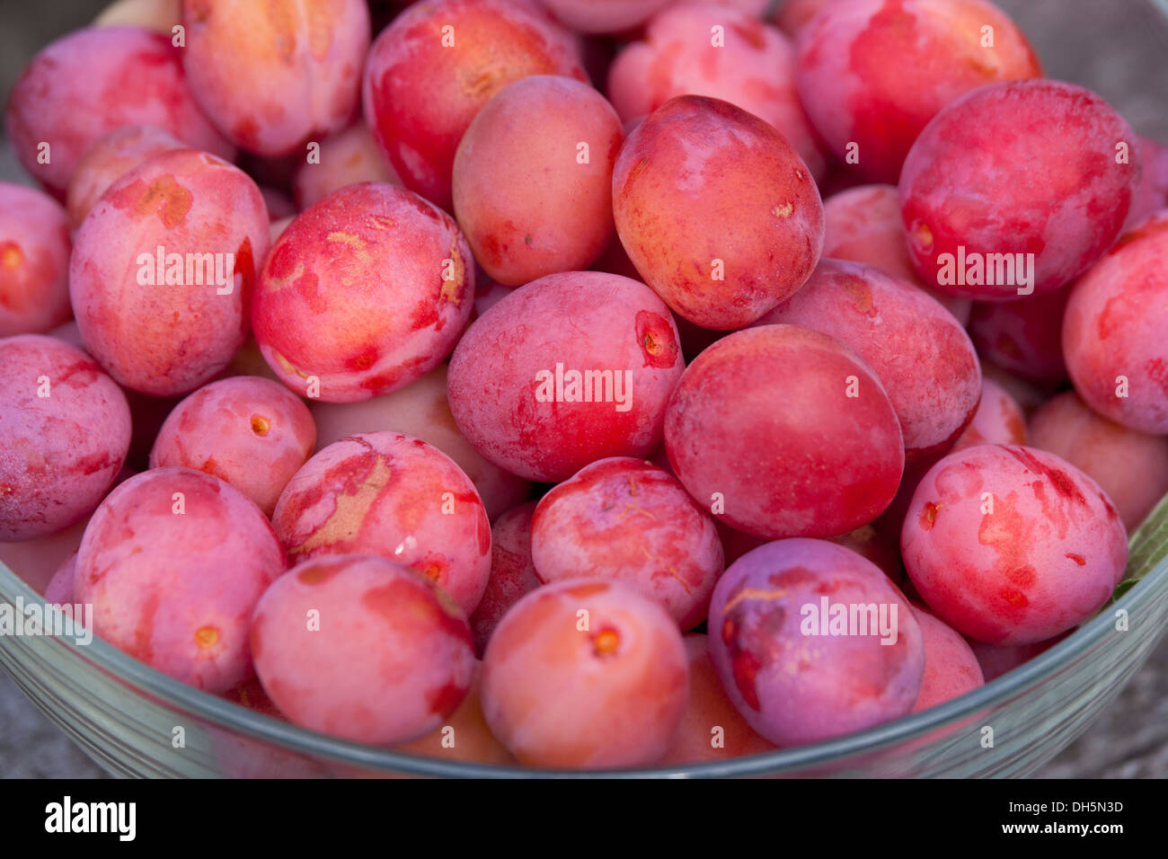Prunus domestica victoria hi-res stock photography and images - Alamy
