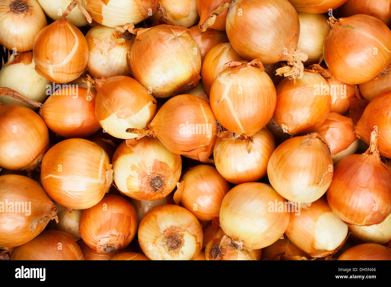Many onions hi-res stock photography and images - Alamy