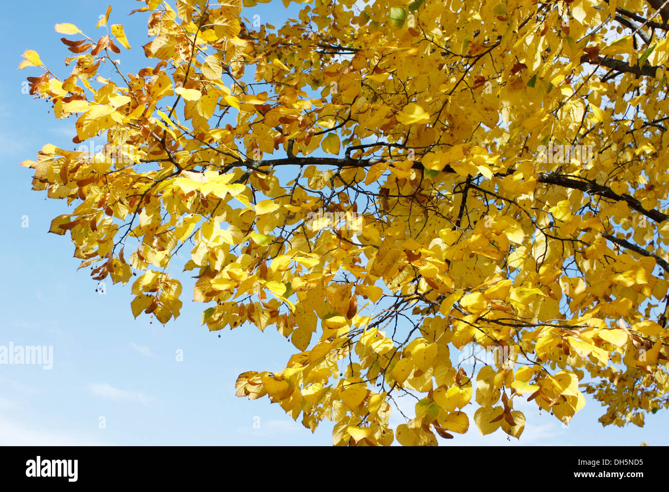 Linden tree foliage in autumn, Isère, Rhône-Alpes, France Stock Photo ...