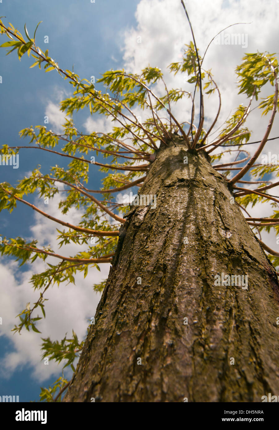 Pollarded willow tree (salix spp Stock Photo - Alamy