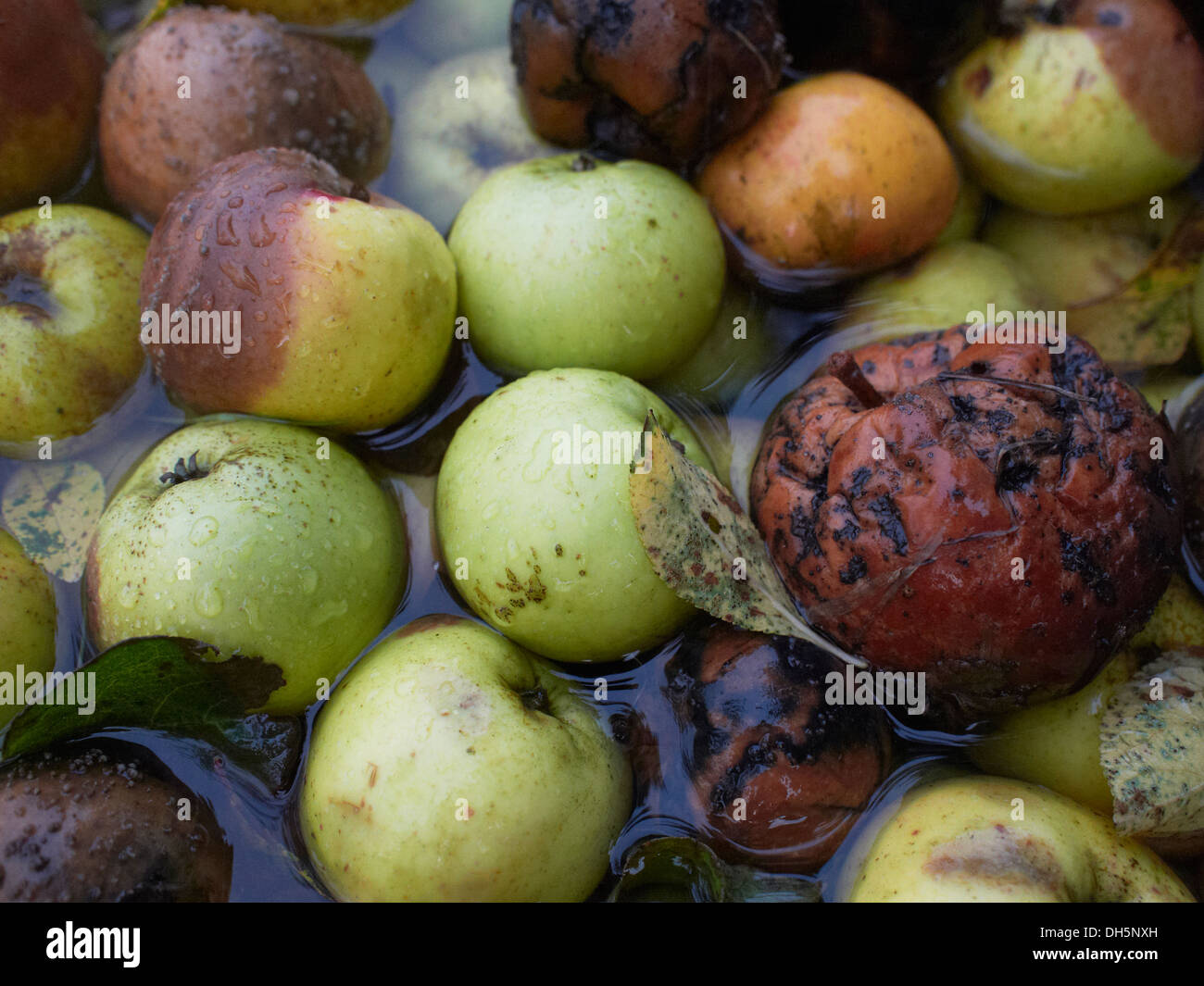 wind fall apples Stock Photo - Alamy