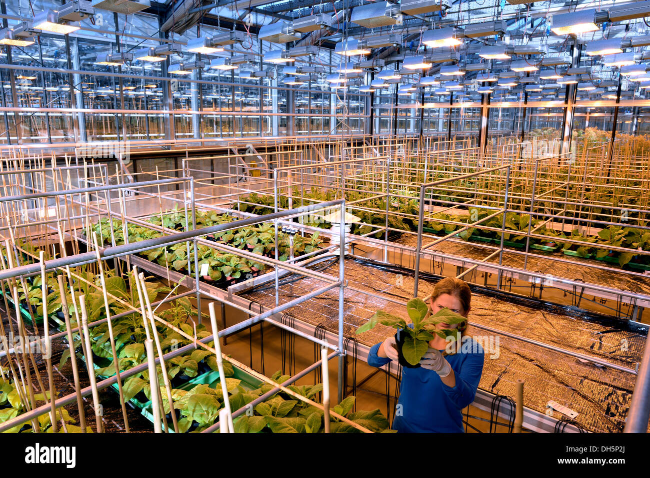 Plant breeding institute hi-res stock photography and images - Alamy