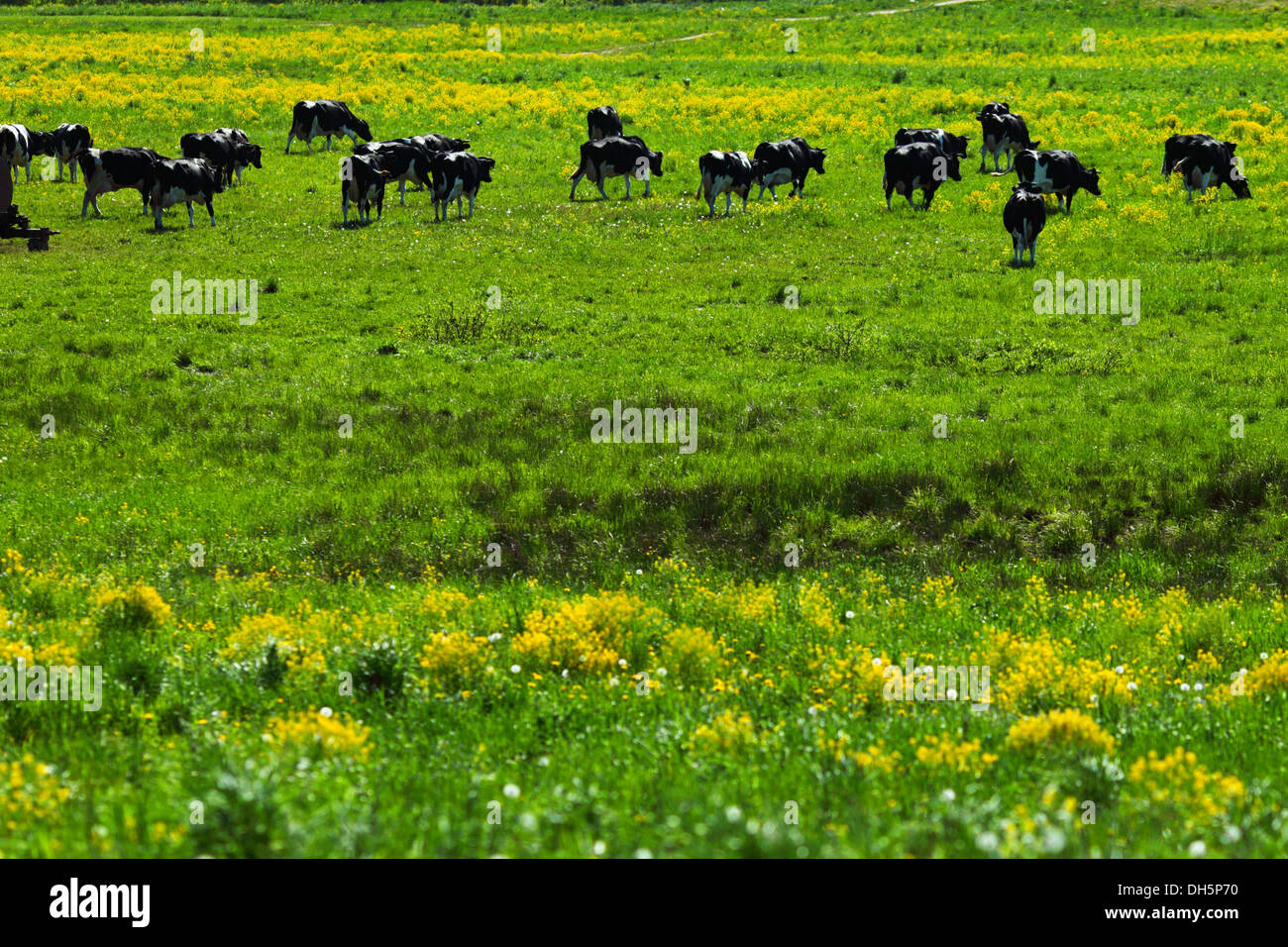 cows on a green field Stock Photo - Alamy