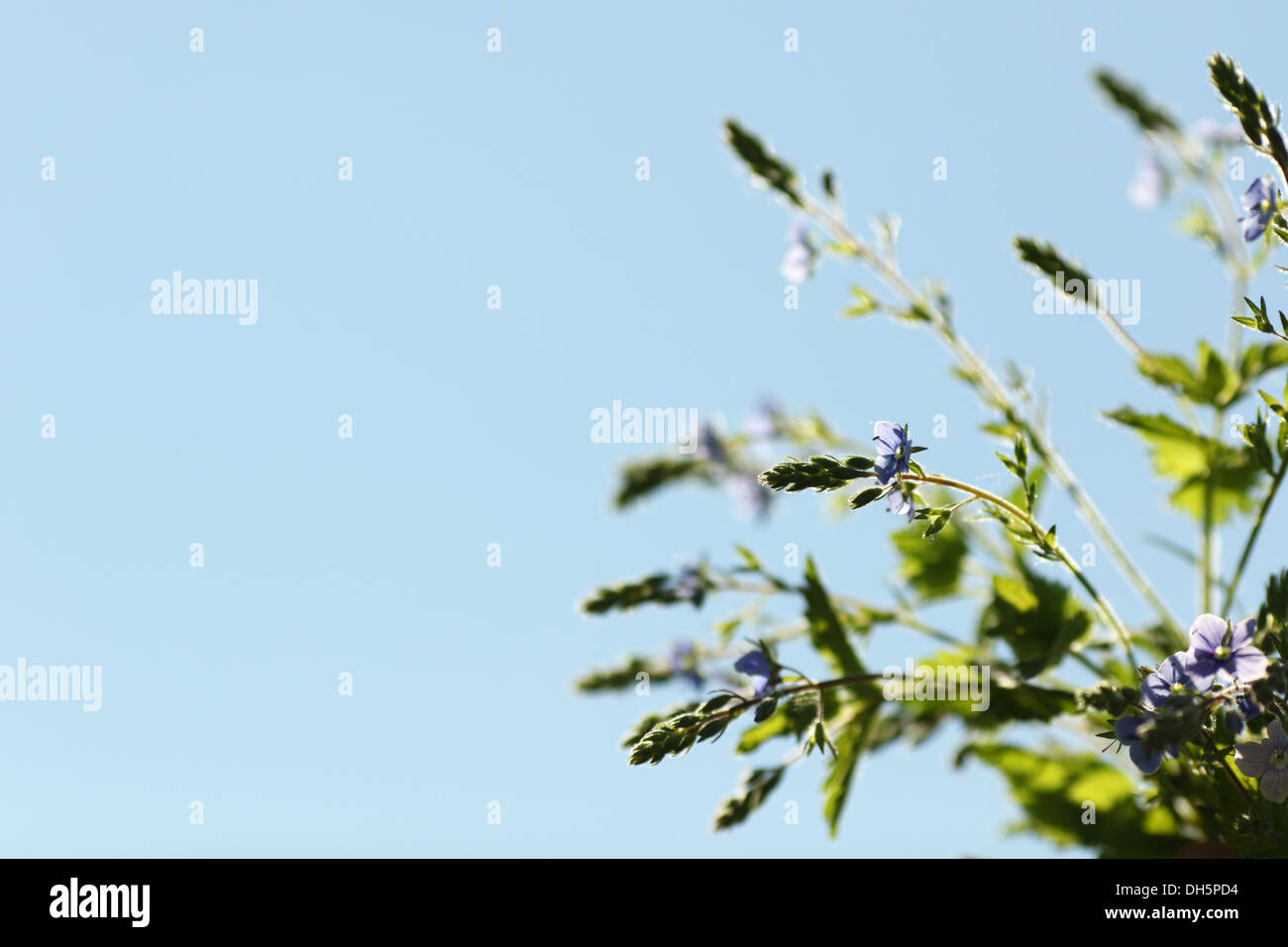 spring flowers in blue sky Stock Photo - Alamy