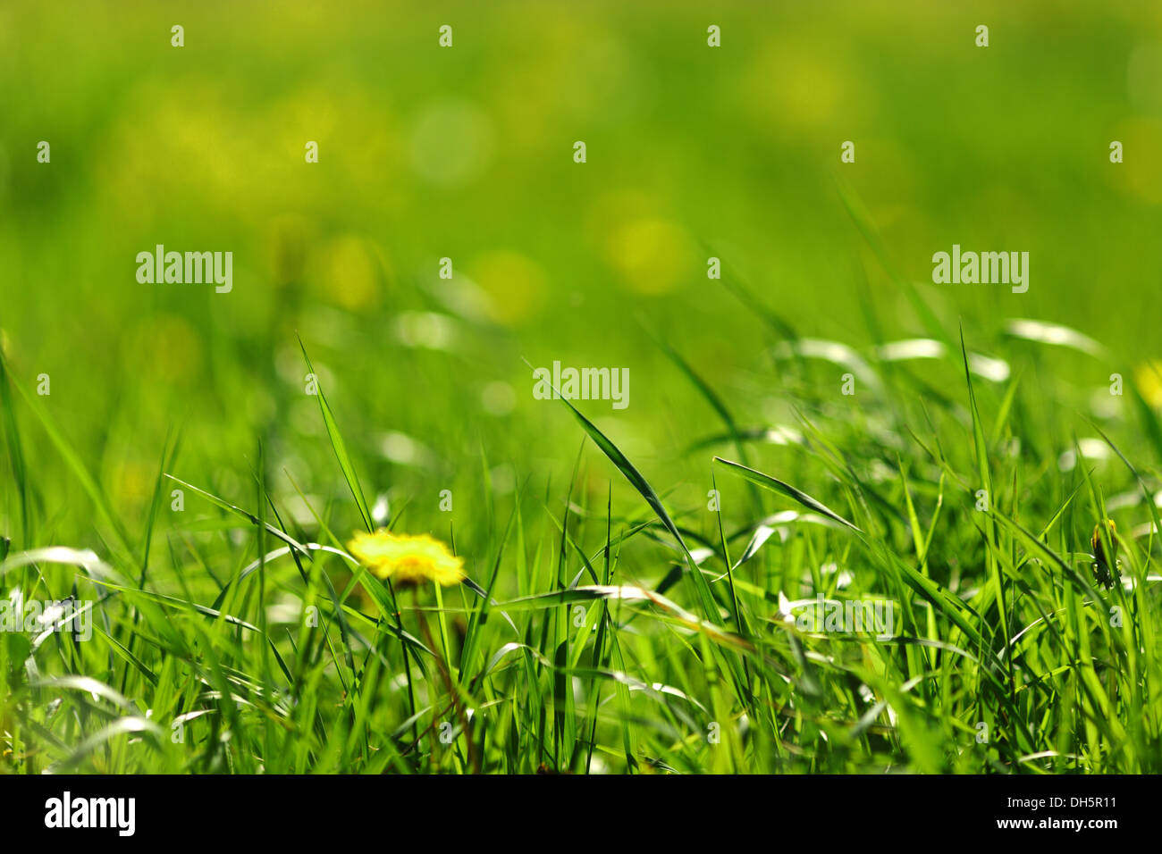 green grass macro close up Stock Photo - Alamy