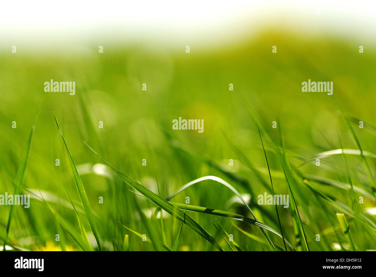 green grass macro close up Stock Photo - Alamy