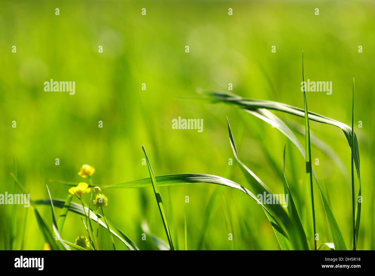 green grass macro close up Stock Photo - Alamy