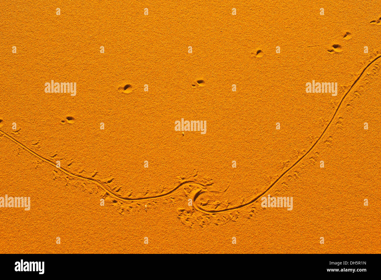 Lizard desert tracks hi-res stock photography and images - Alamy