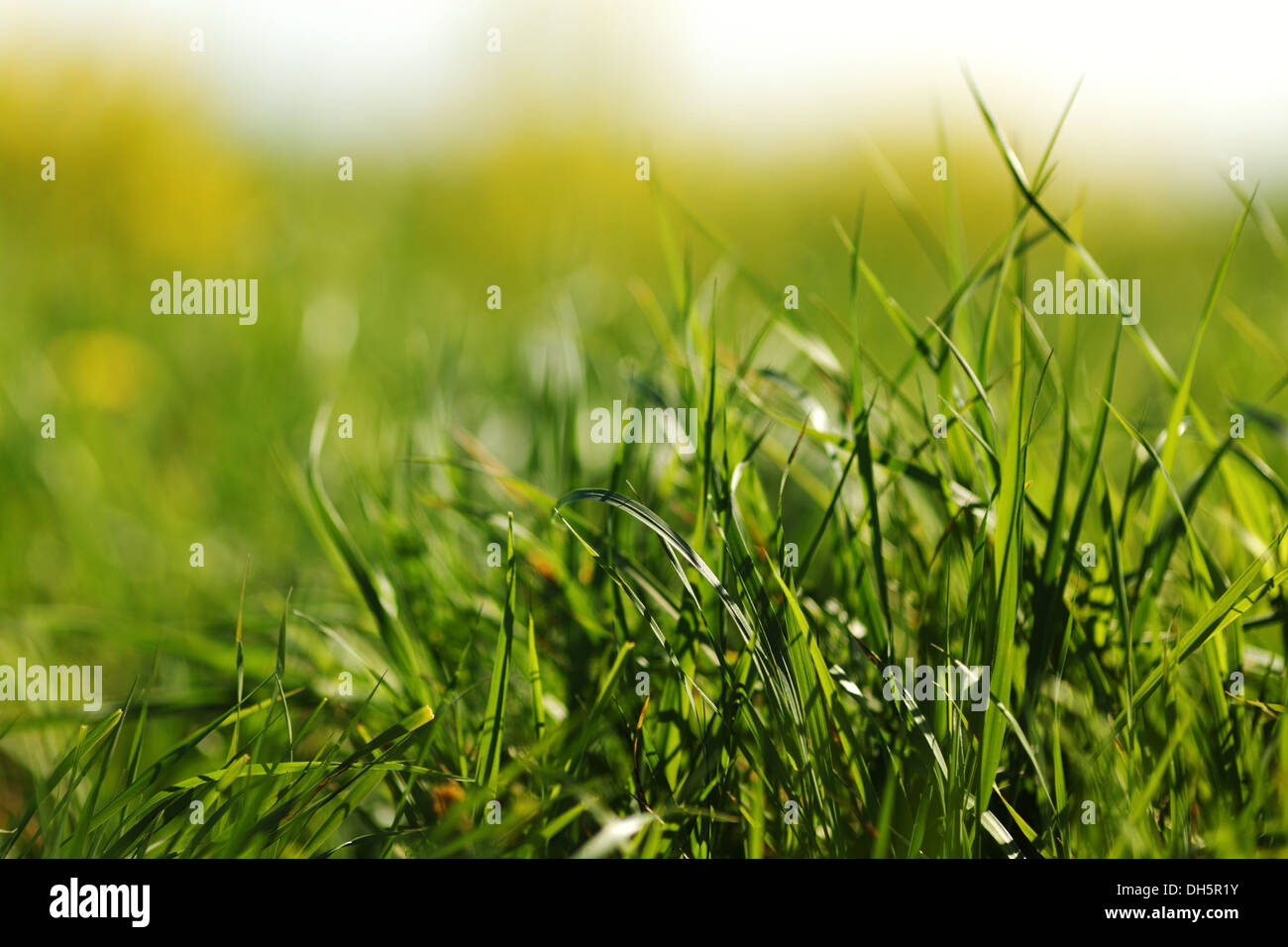 green grass macro close up Stock Photo - Alamy