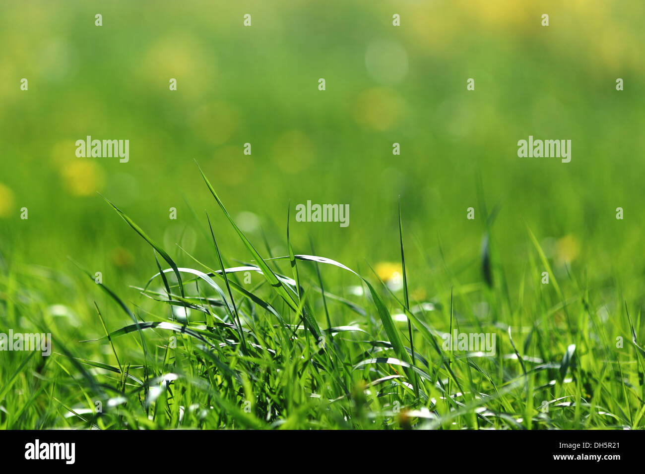 green grass macro close up Stock Photo - Alamy