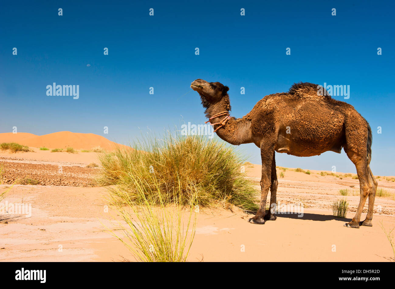 Dromedary hi-res stock photography and images - Alamy