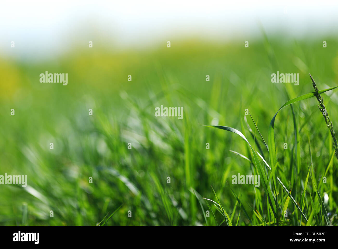 green grass macro close up Stock Photo - Alamy