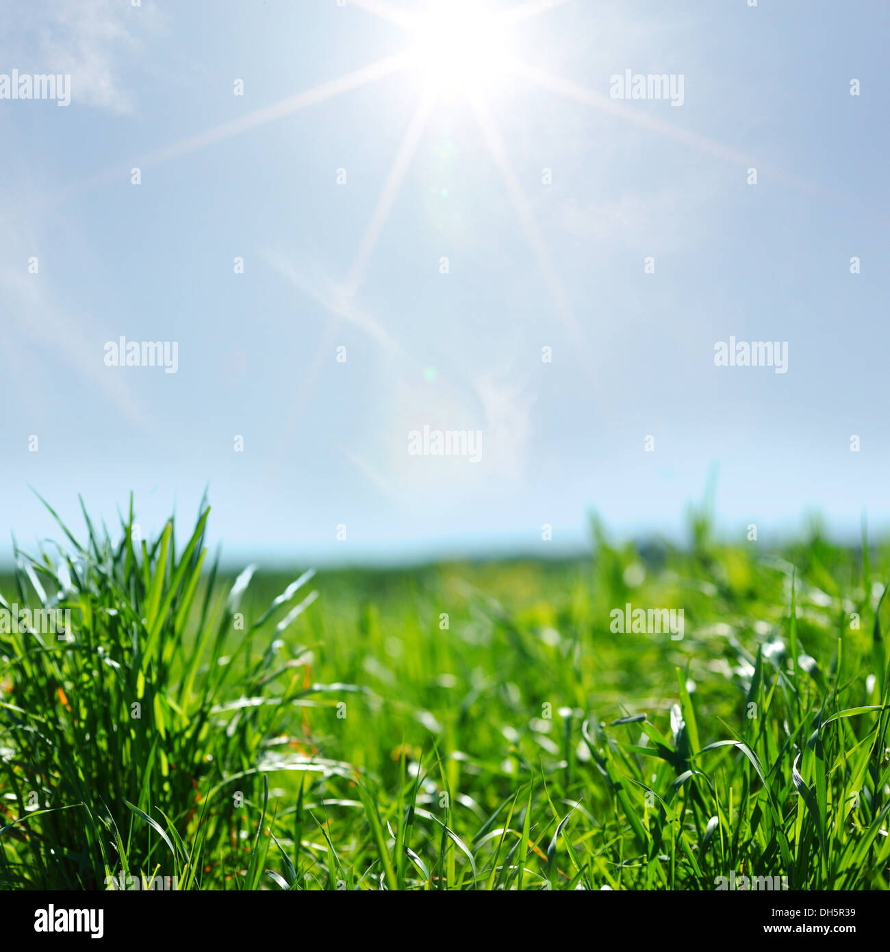 green grass macro close up Stock Photo - Alamy