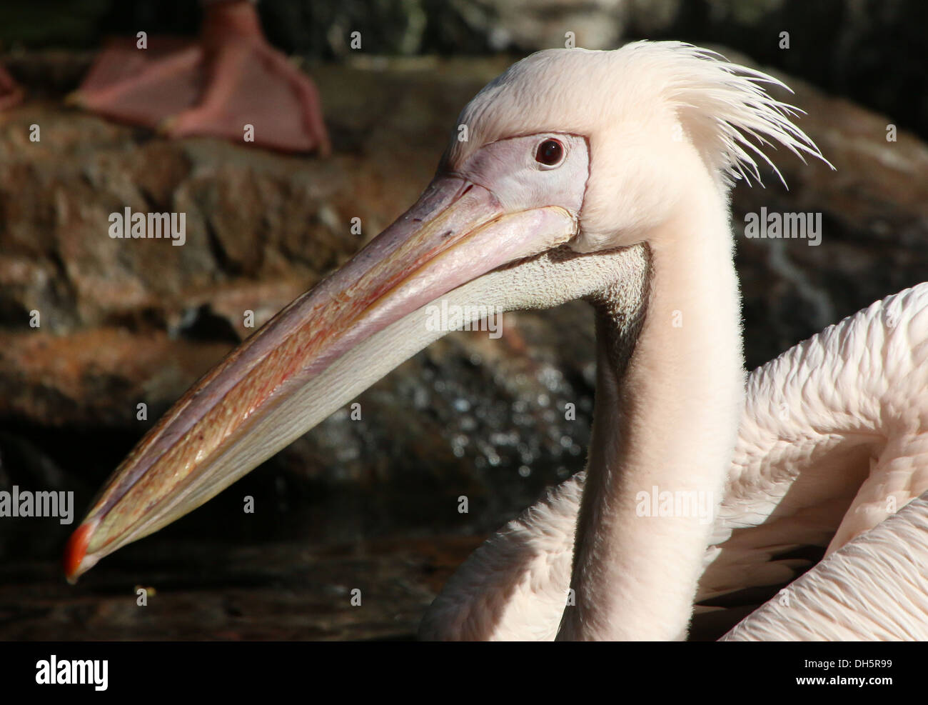 Close-up of the head and bill of a Great White Pelican (Pelecanus ...