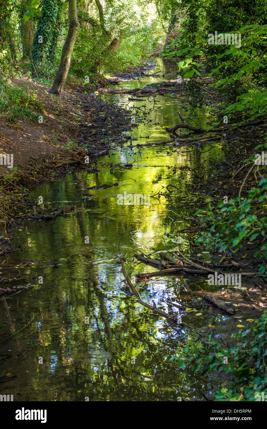 Reflection of trees in the stream running through the spinney in ...