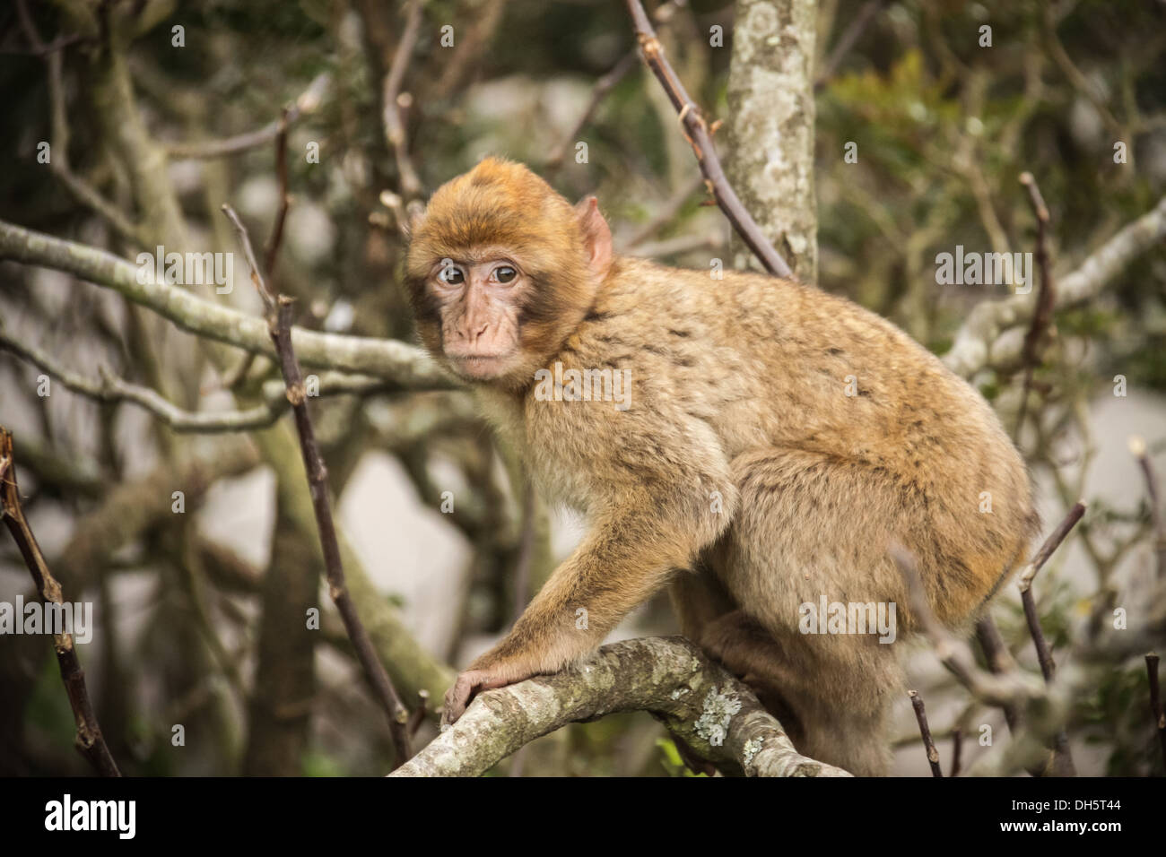Barbary macaques on the rock in Gibraltar Stock Photo - Alamy