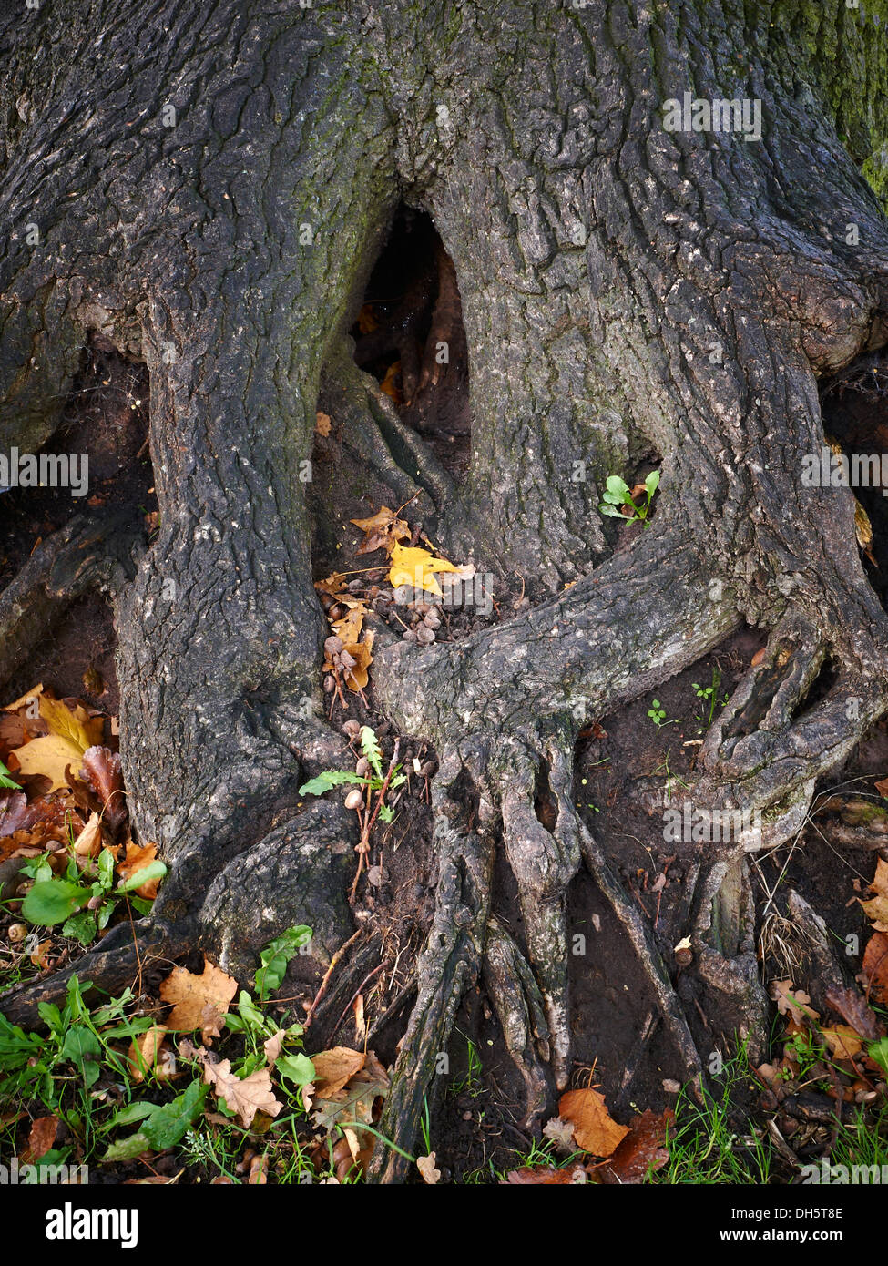 Oak tree trunk Stock Photo - Alamy