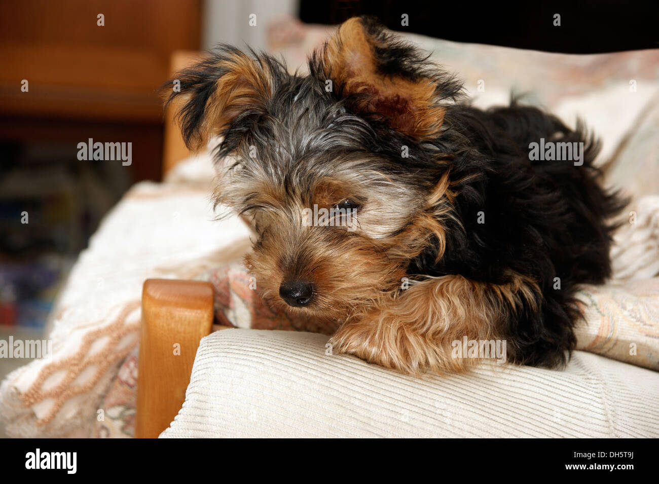 Cute Yorkshire terrier puppy dog Stock Photo - Alamy