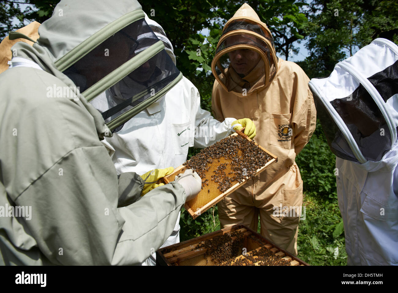 Bee Keeping tuition inspecting a bee hive of European Honey bee's in ...