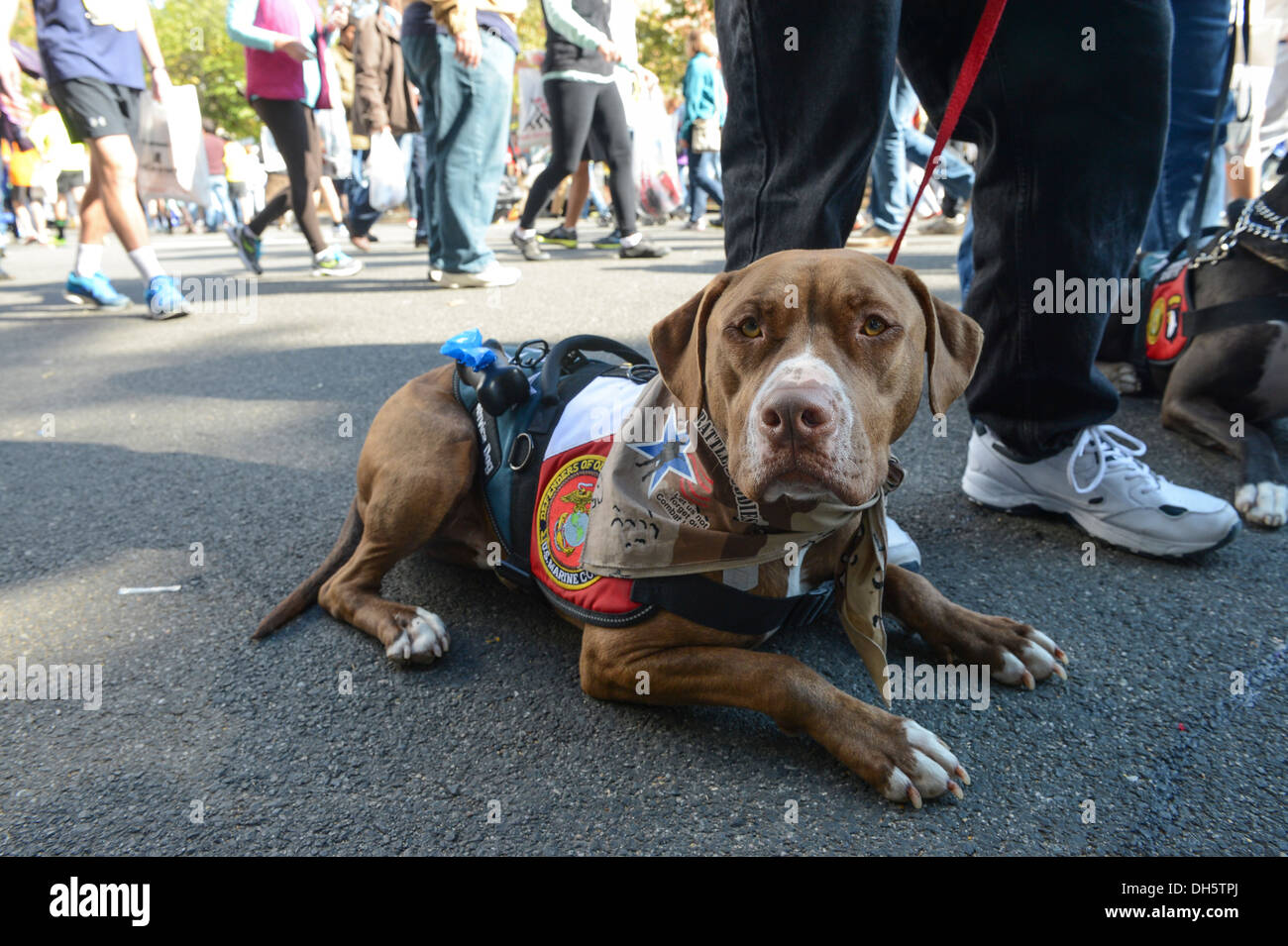Rome, a pitbull with the Northwest Battle Buddies service dogs rests in ...