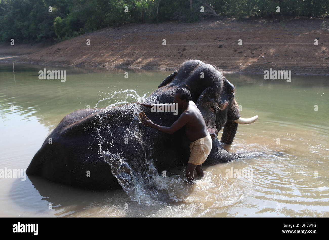 Mahout cleaning an Asian Elephant (Elephas maximus), Kappukadu Elephant ...