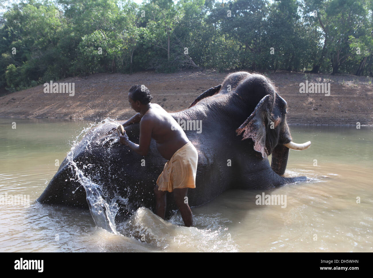 Mahout cleaning an Asian Elephant (Elephas maximus), Kappukadu Elephant ...