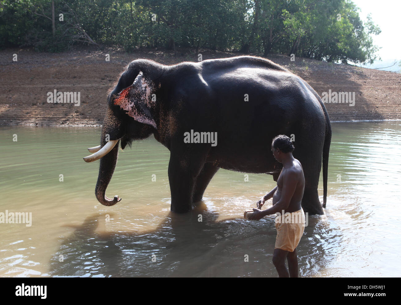 Mahout cleaning an Asian Elephant (Elephas maximus), Kappukadu Elephant ...