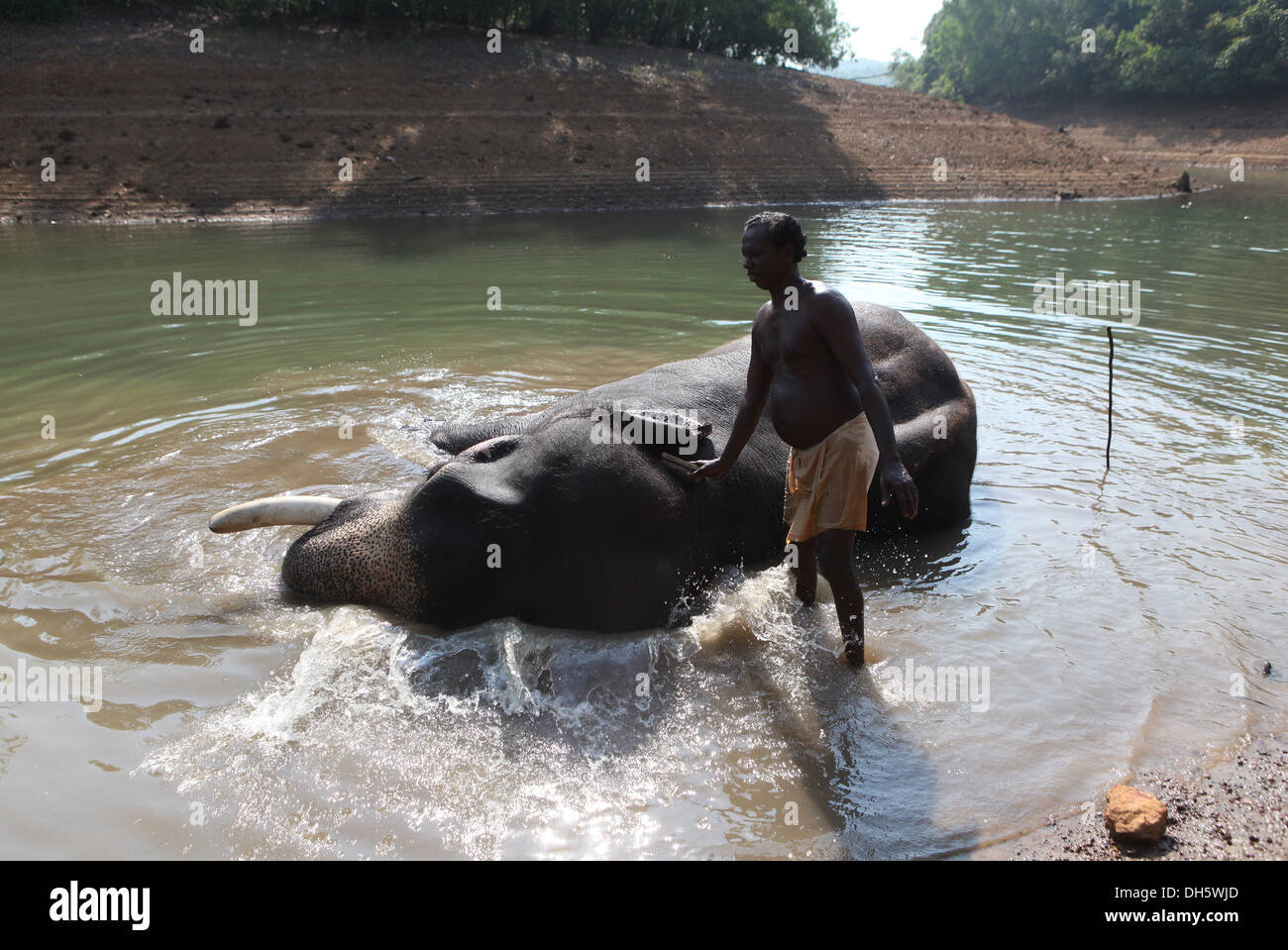 Mahout cleaning an Asian Elephant (Elephas maximus), Kappukadu Elephant ...