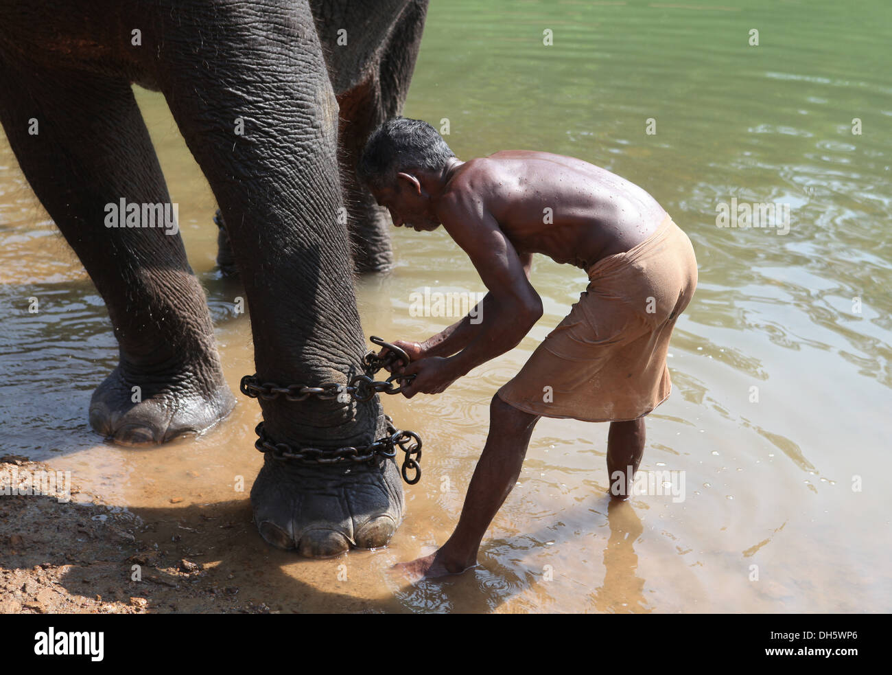 Mahout cleaning an Asian Elephant (Elephas maximus), Kappukadu Elephant ...
