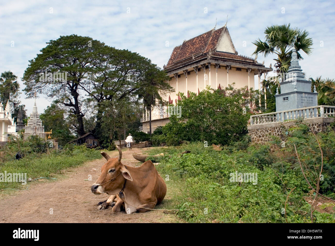 Cow outside the temple hi-res stock photography and images - Alamy