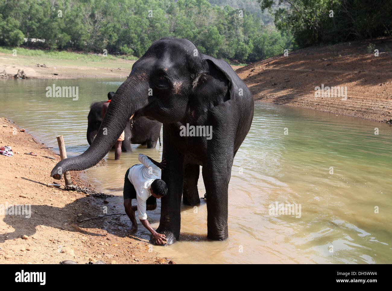 Mahout cleaning an Asian Elephant (Elephas maximus), Kappukadu Elephant ...