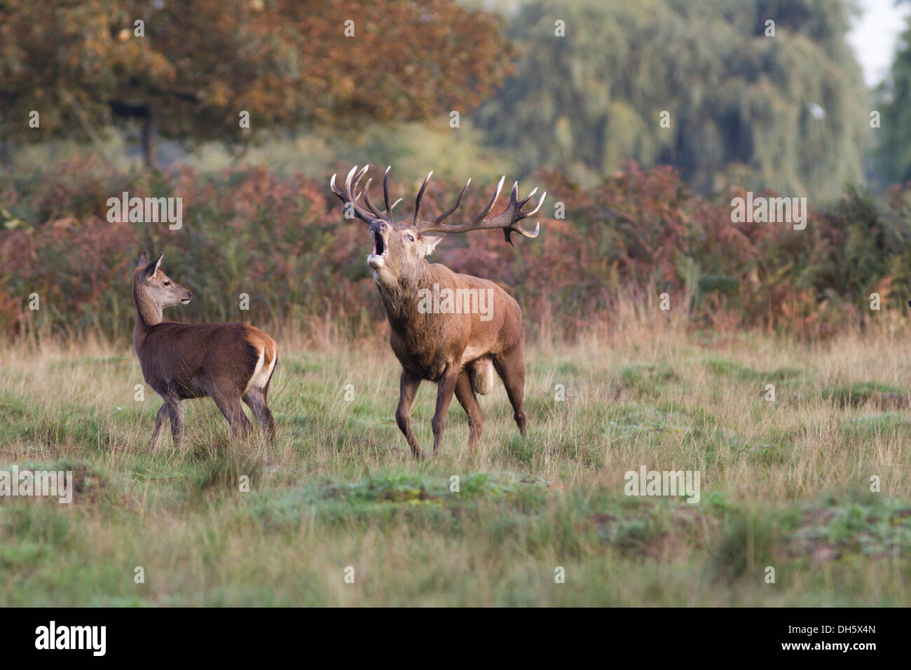 Male Red Deer in the British countryside during the rut. October Stock ...