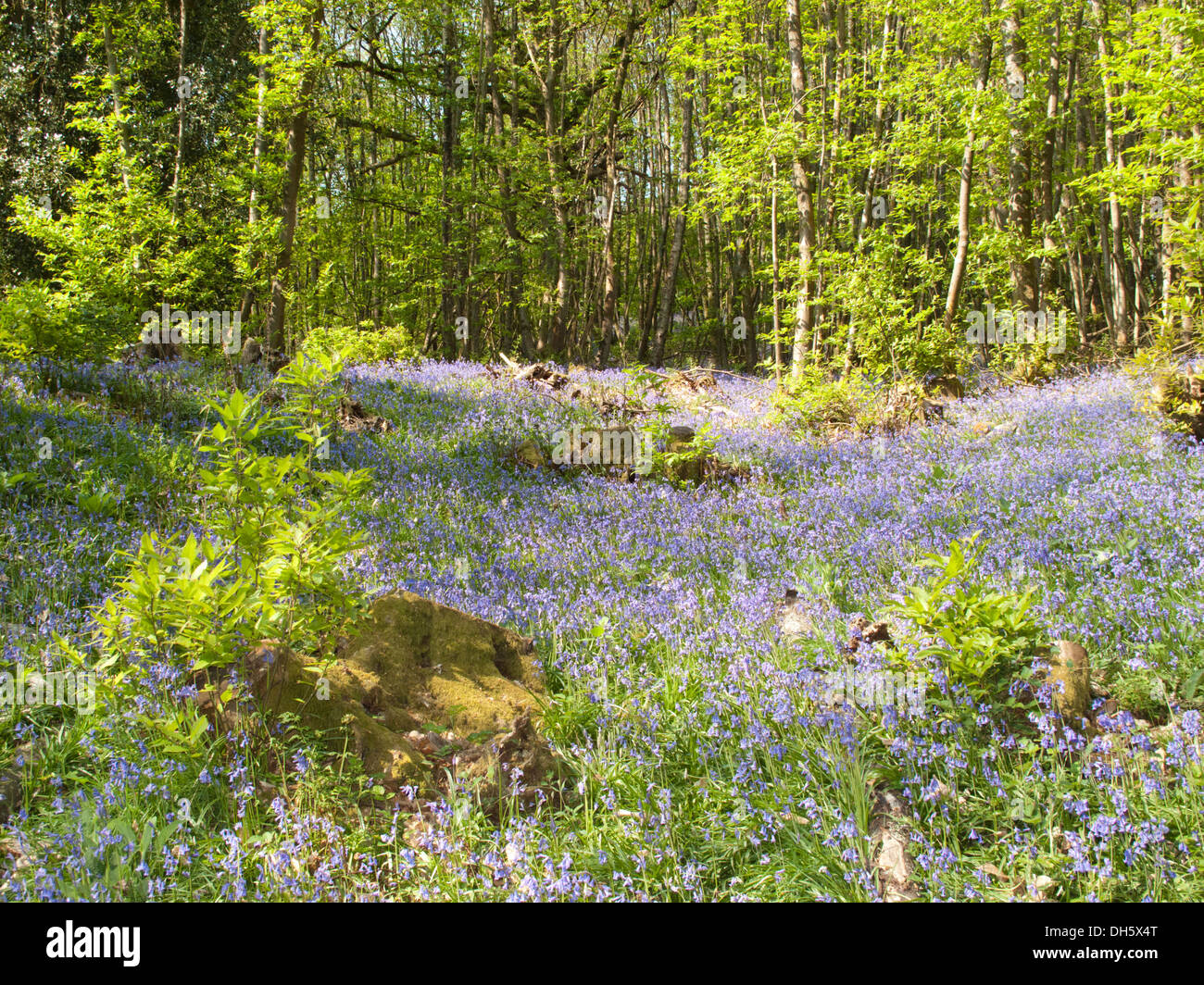 Bluebell fields hi-res stock photography and images - Alamy