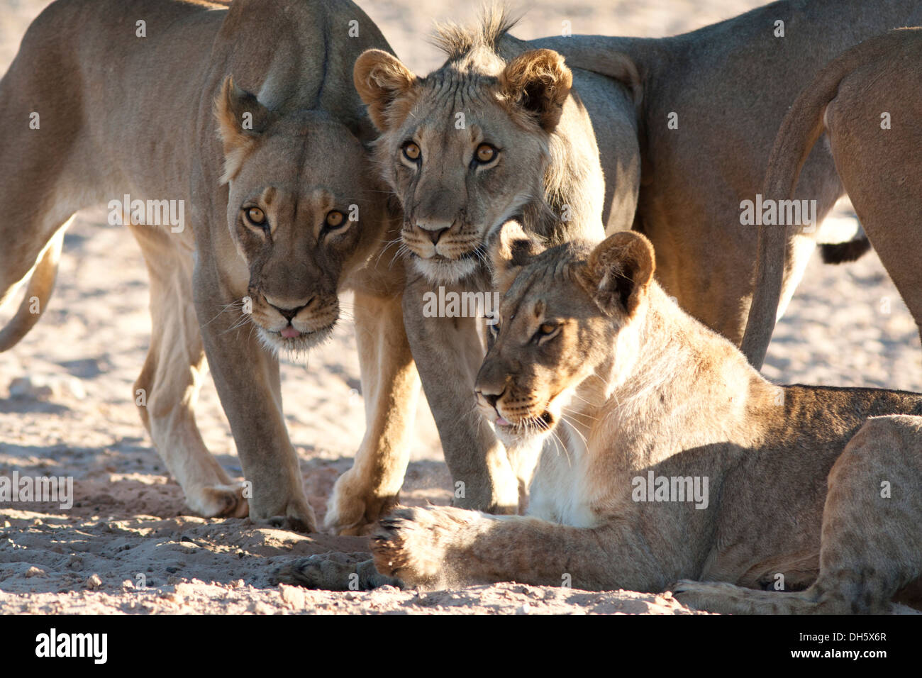 African Lion Pride