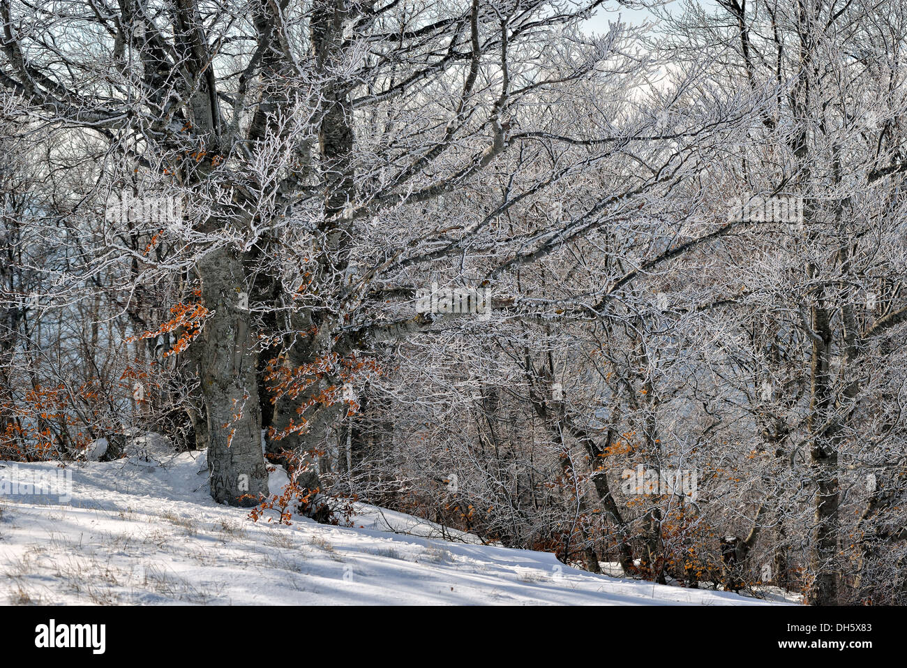 Winter trees from macedonian mountain Stock Photo - Alamy
