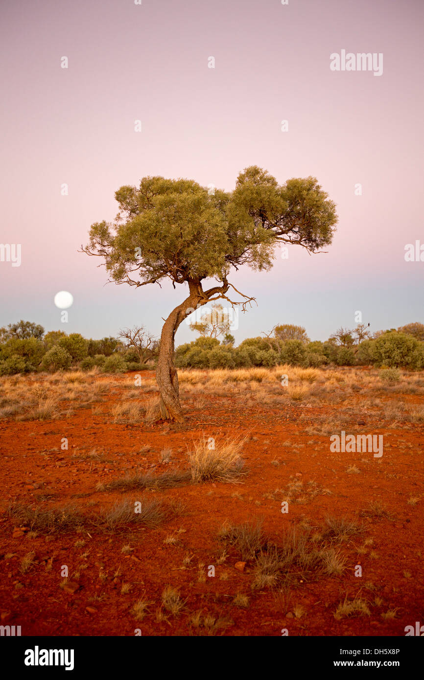 Full moon landscape trees hi-res stock photography and images - Alamy