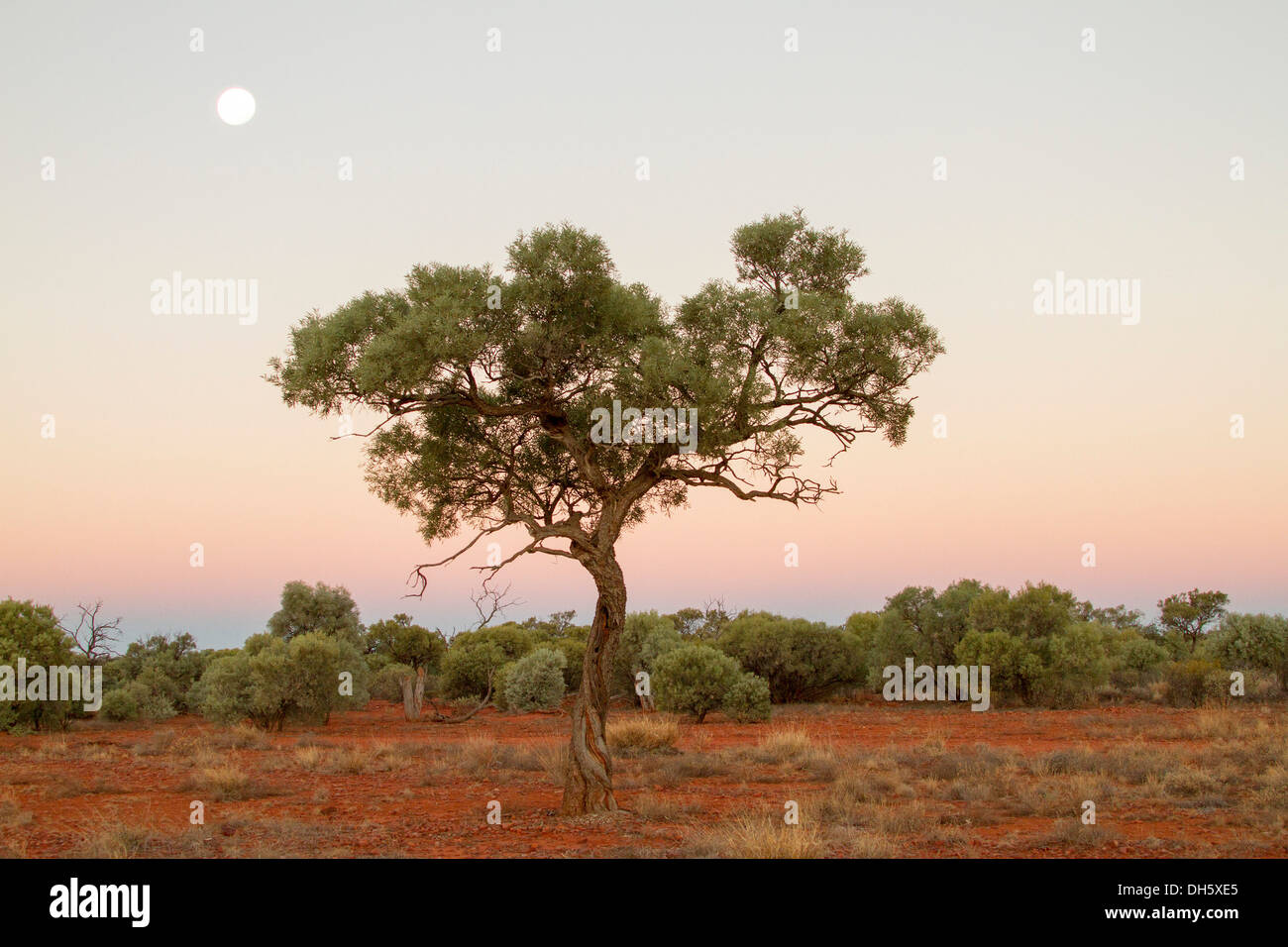 Solitary tree, pink sky and full moon at dawn in outback Australian ...