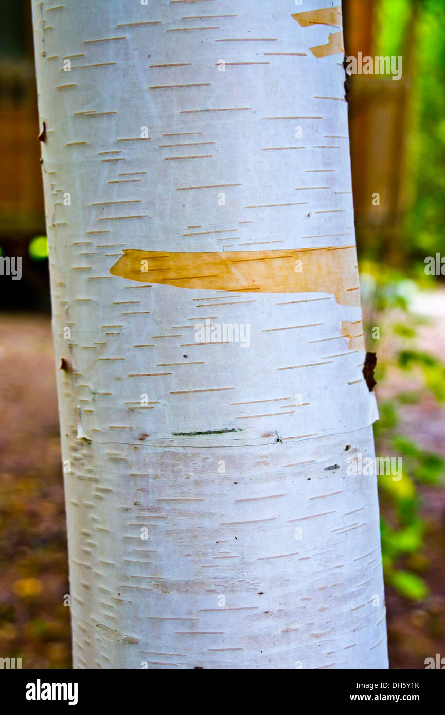 birch tree trunk Stock Photo - Alamy