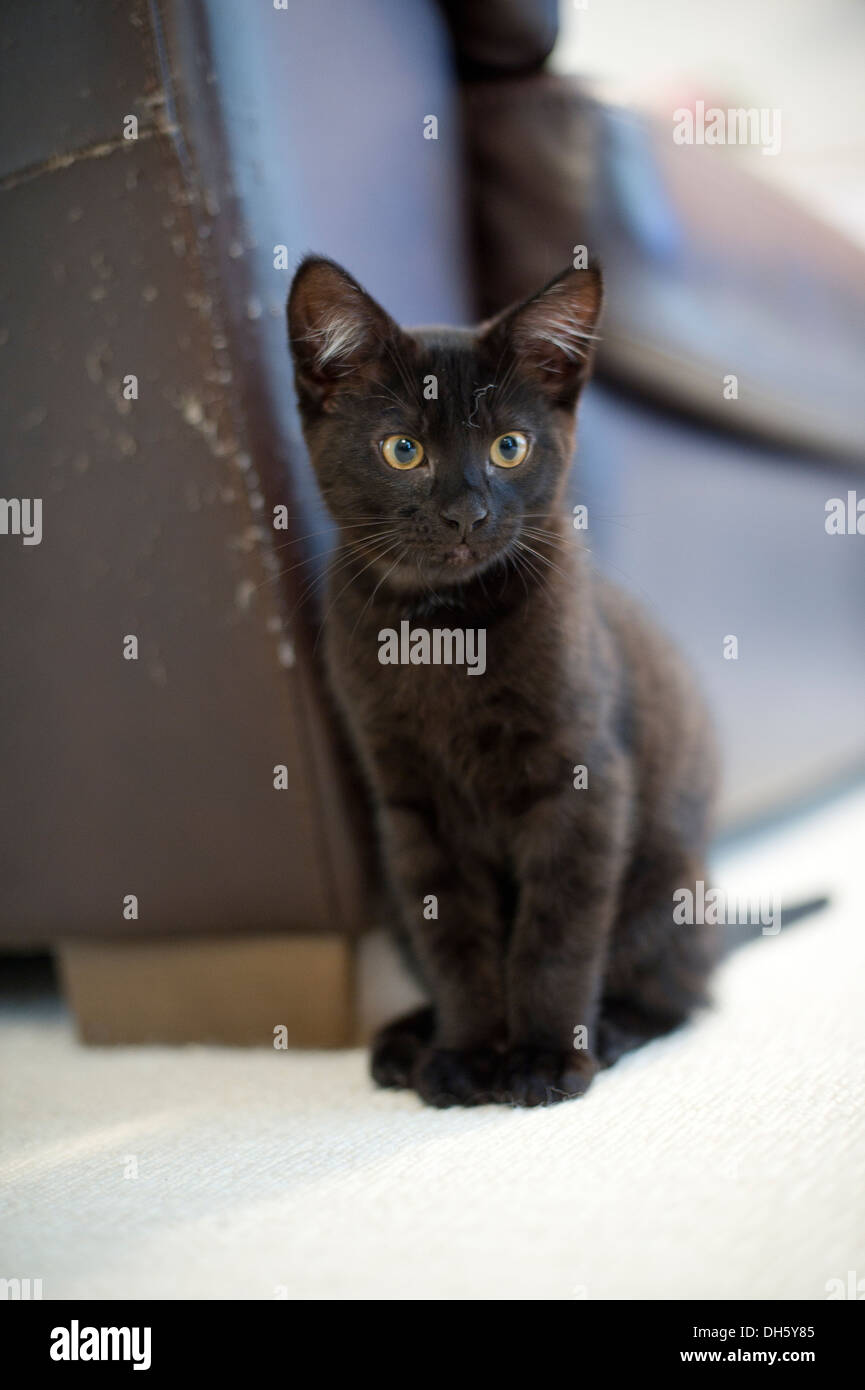 Lucky kittens hi-res stock photography and images - Alamy
