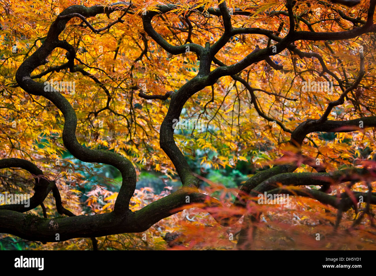Abstract images of Japanese Maple tree branches Stock Photo - Alamy