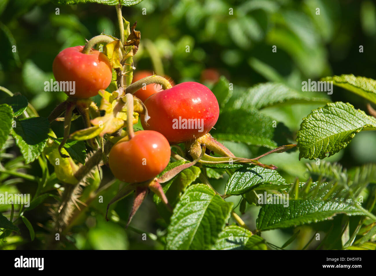 rose hips on wild rose bush Stock Photo - Alamy