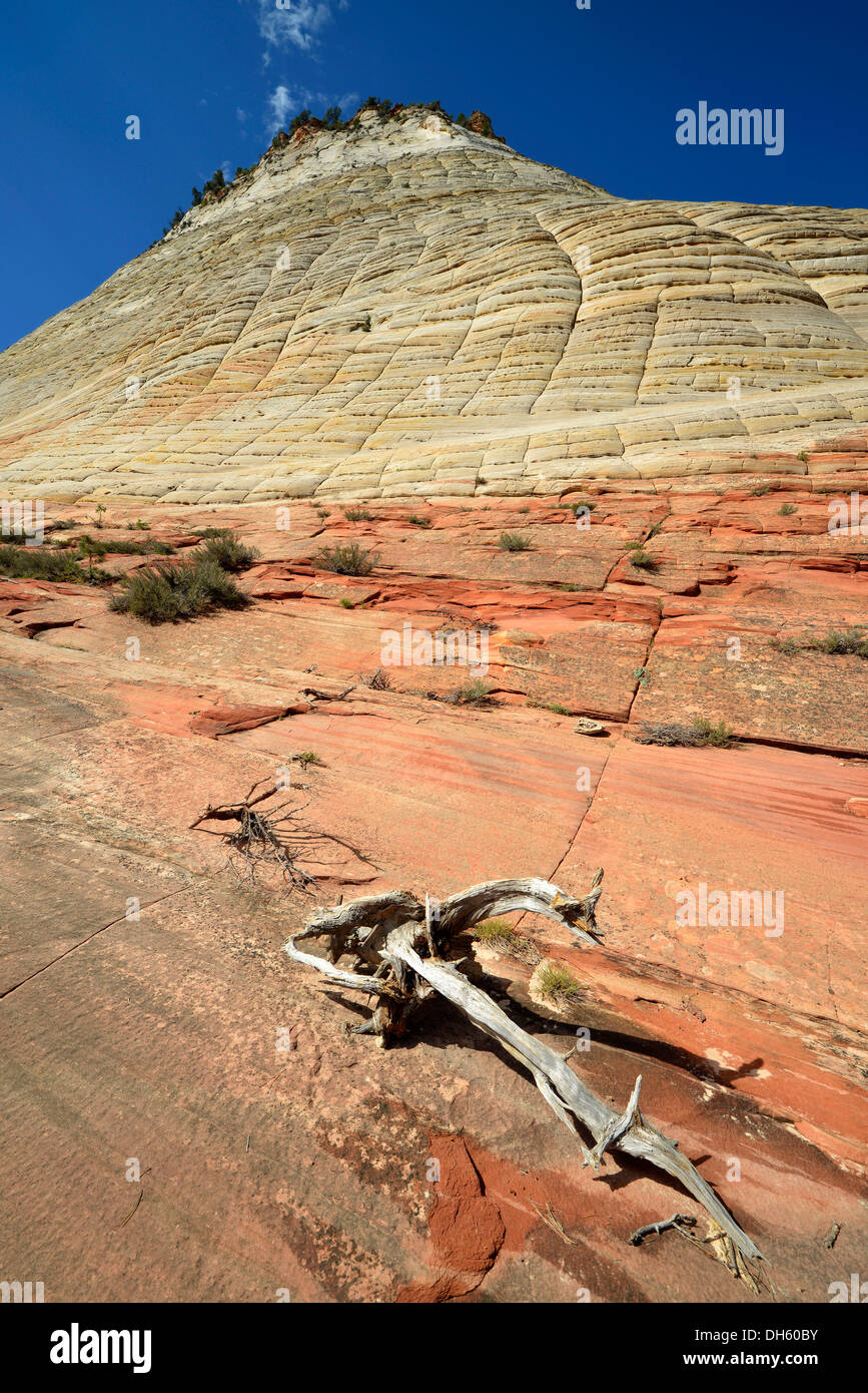 Checkerboard Mesa Table Mountain, Zion National Park, Utah, United ...
