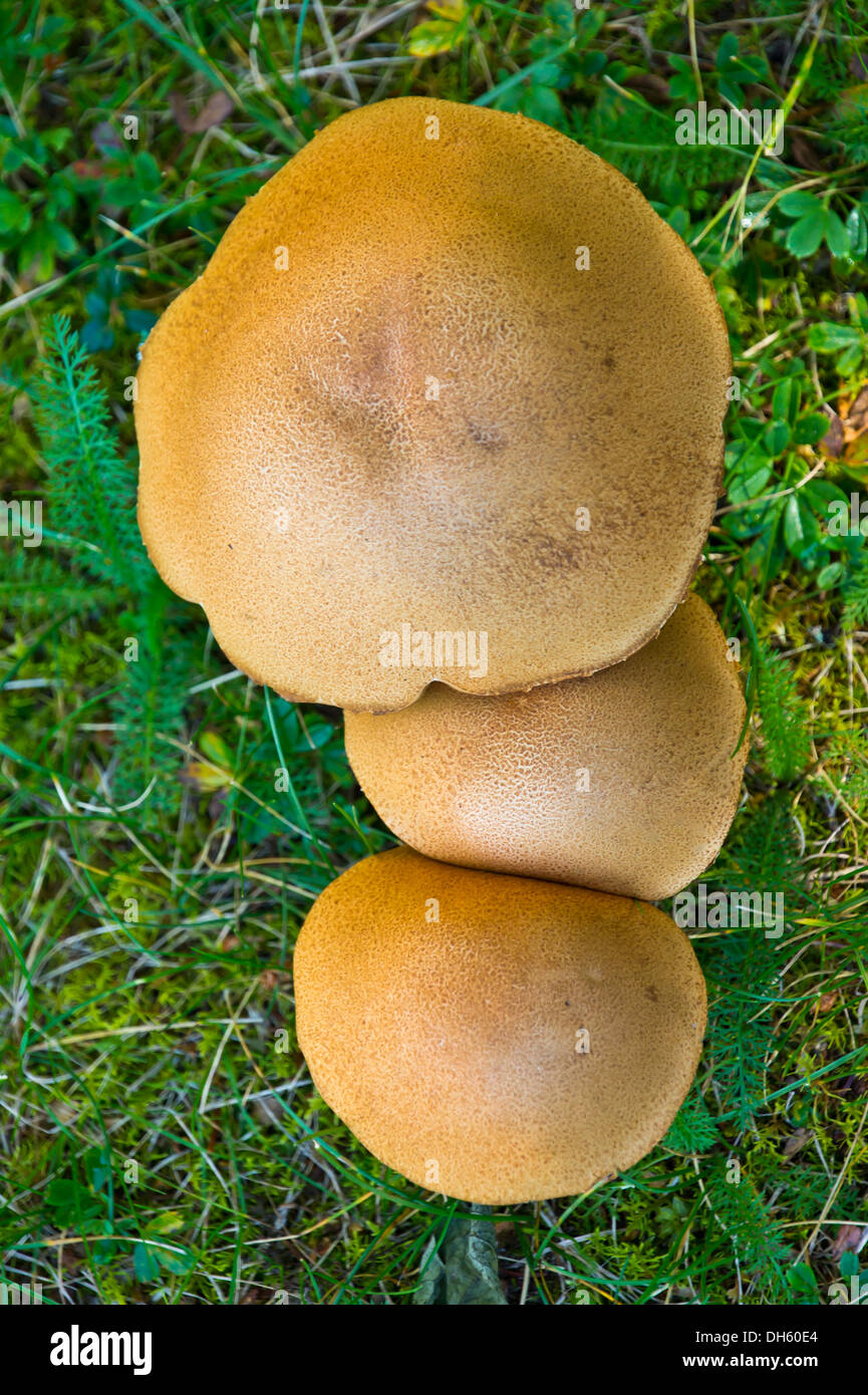 mushrooms caps in nature Stock Photo - Alamy