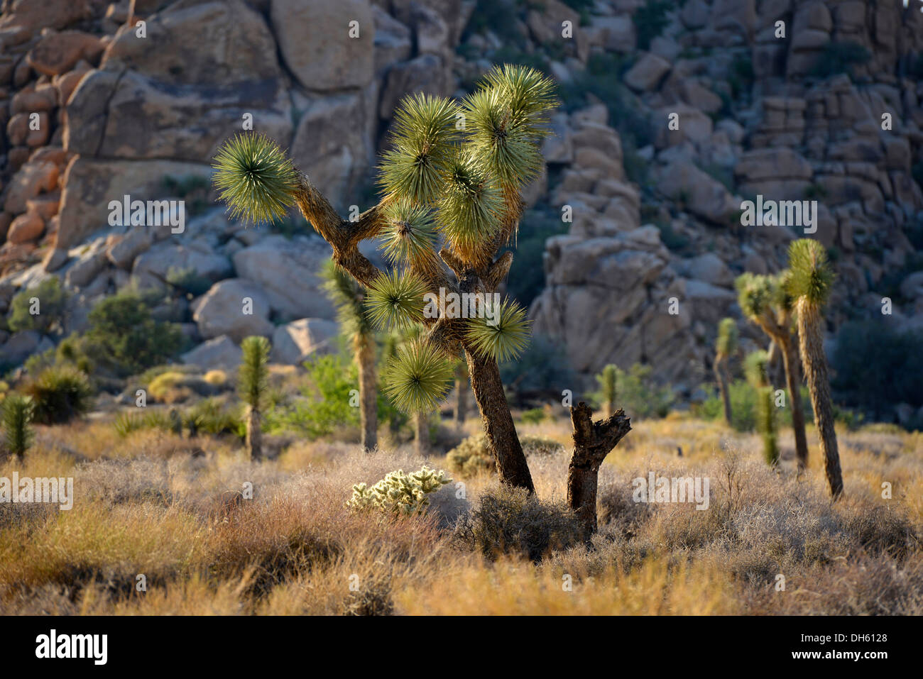 Yucca plant yucca valley hi-res stock photography and images - Alamy