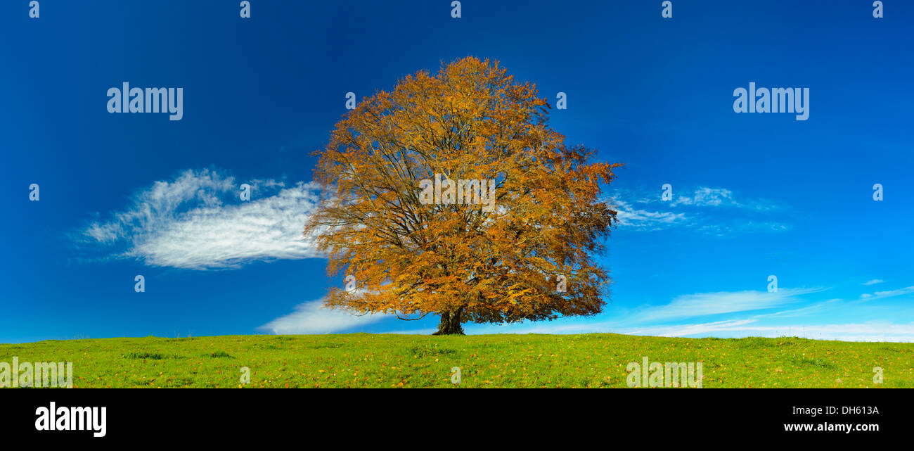 Single fall leaf with blue background hi-res stock photography and ...