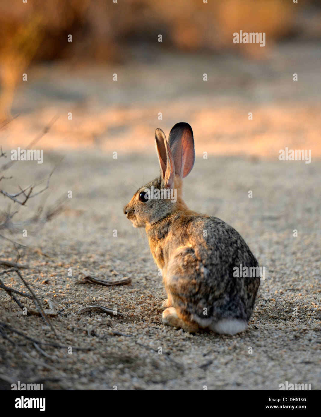 Desert cottontail, Audubon's cottontail (Sylvilagus audubonii), Hidden ...