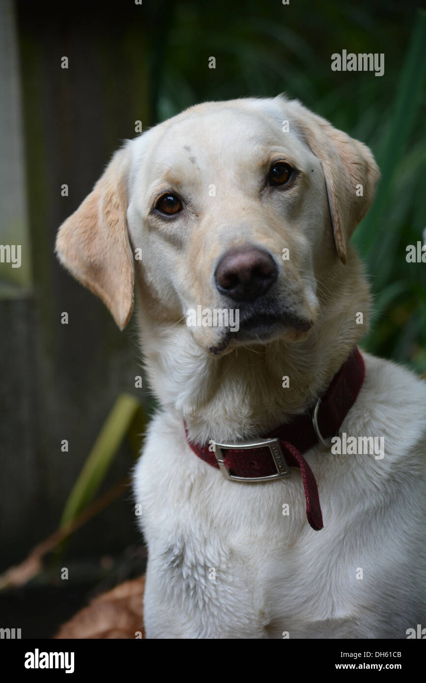 Labrador with curious look on face Stock Photo - Alamy