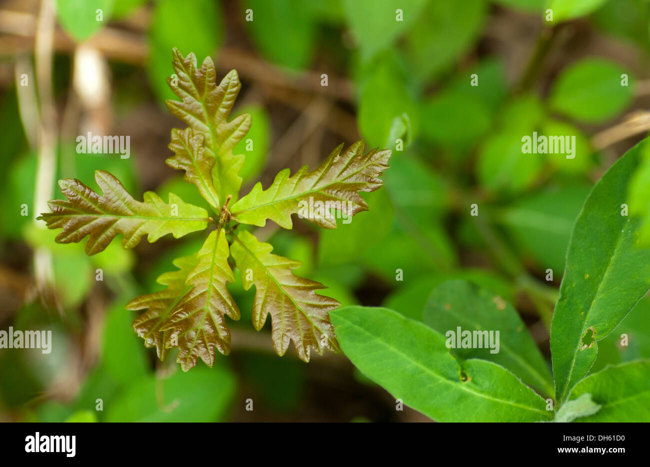 Oak sapling hi-res stock photography and images - Alamy