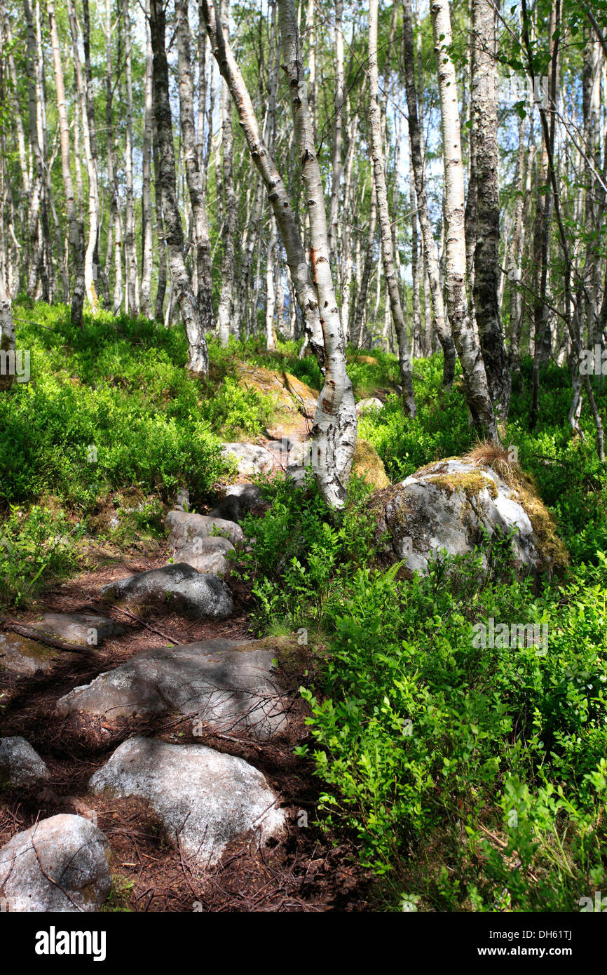 Sunlight dappled path through a Scottish Silver Birch woodland. Near ...